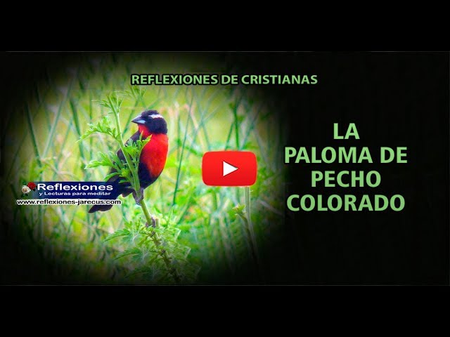 La Paloma de Pecho Colorado - Reflexiones Cristianas
